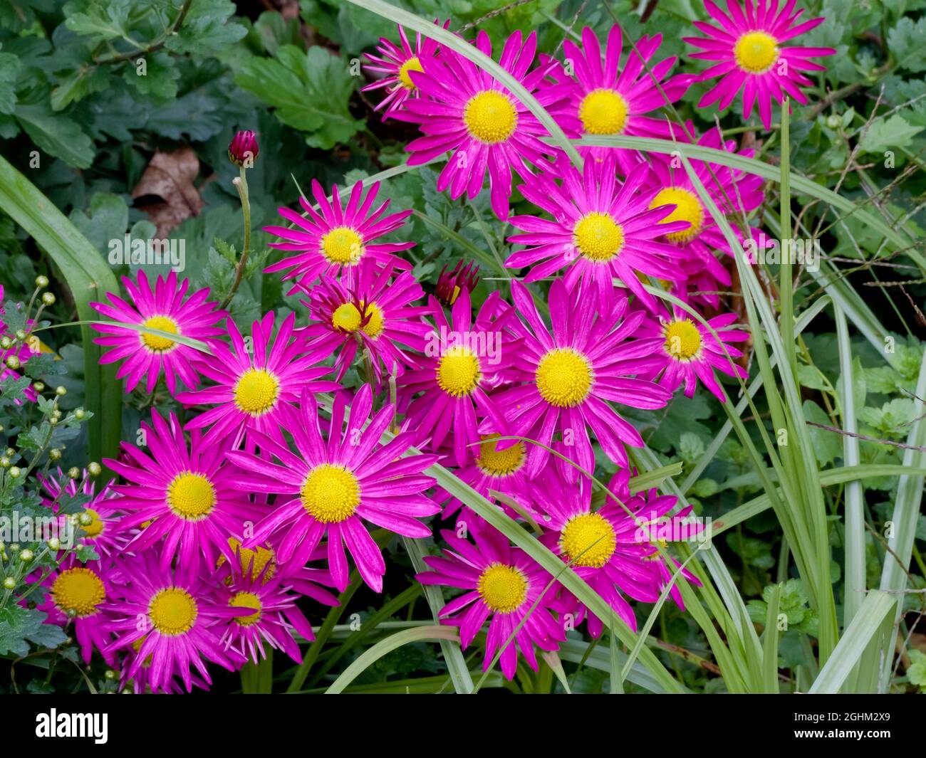 Chrysanthemum 'Mrs Jessie Cooper' in bloom in garden Stock Photo - Alamy