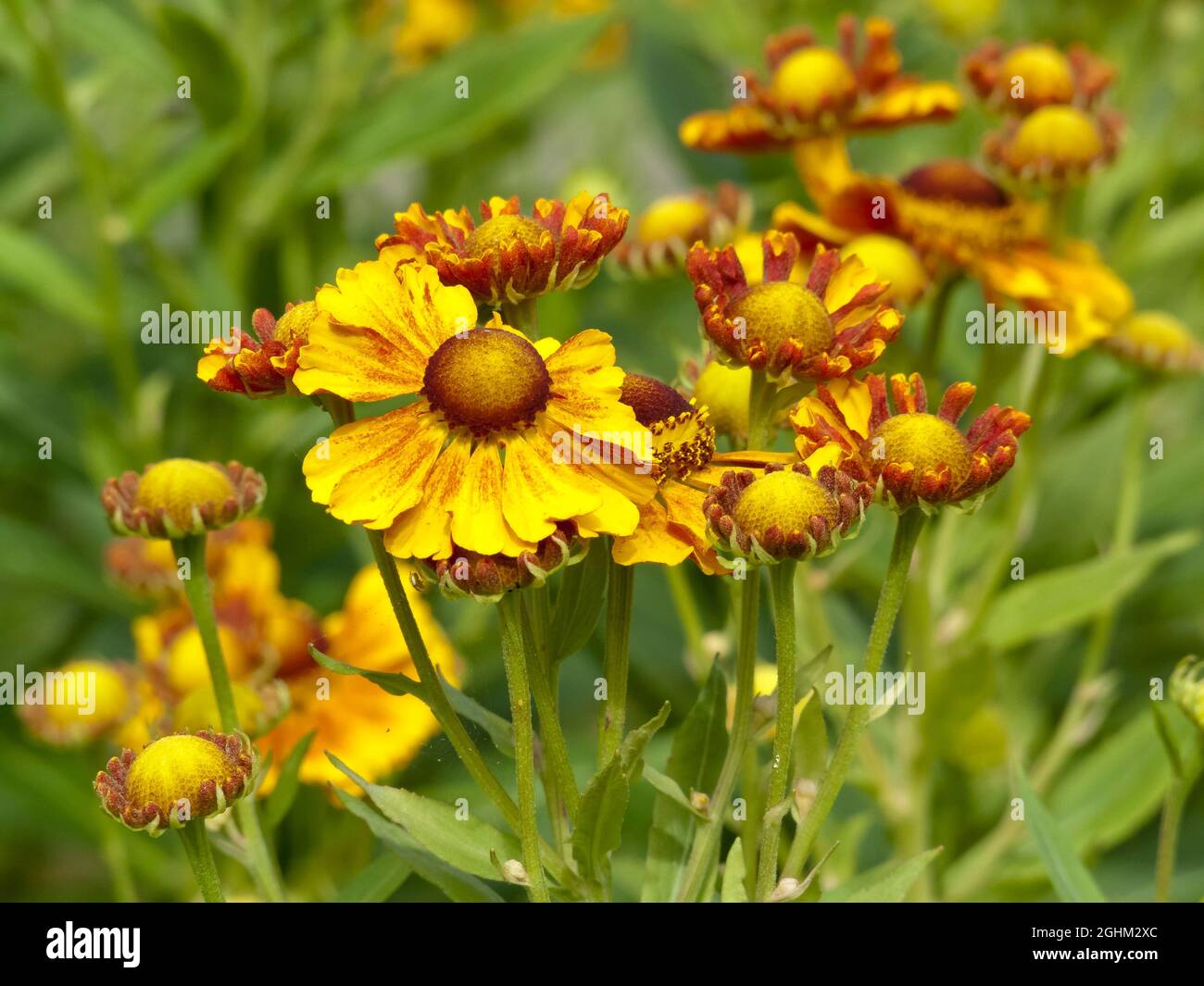 Gold helenium hi-res stock photography and images - Alamy