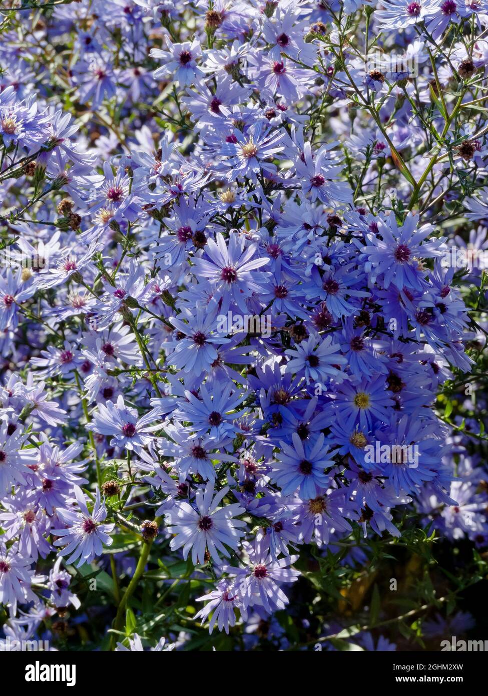 Aster cordifolius 'Little Carlow' Stock Photo - Alamy