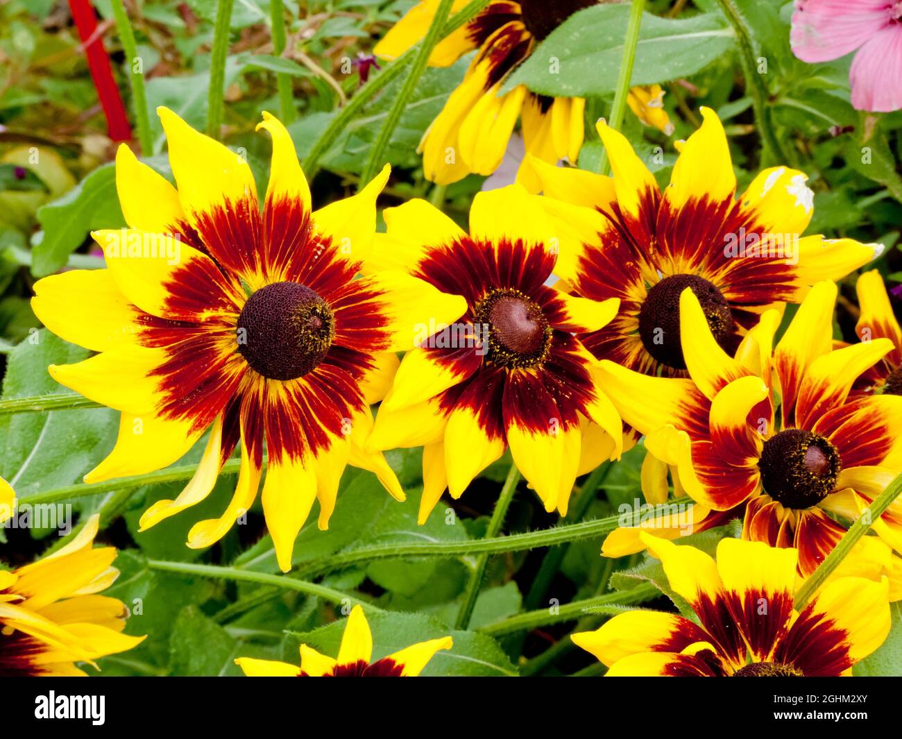 Rudbeckia hirta 'Denver Daisy' Stock Photo - Alamy