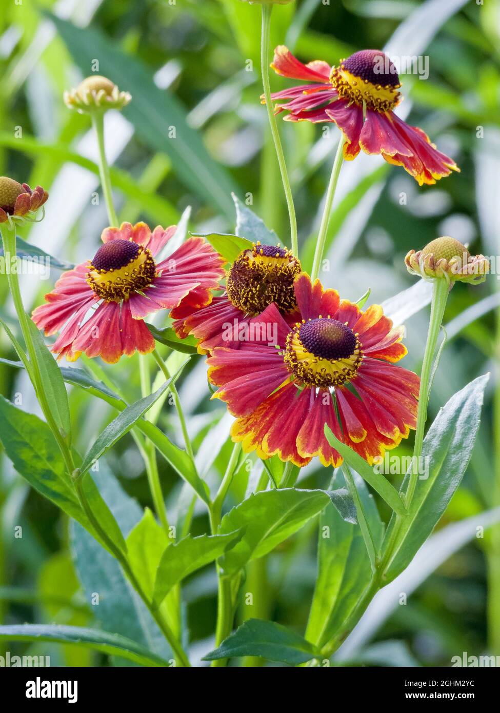 Helenium autumnale 'New' Stock Photo - Alamy