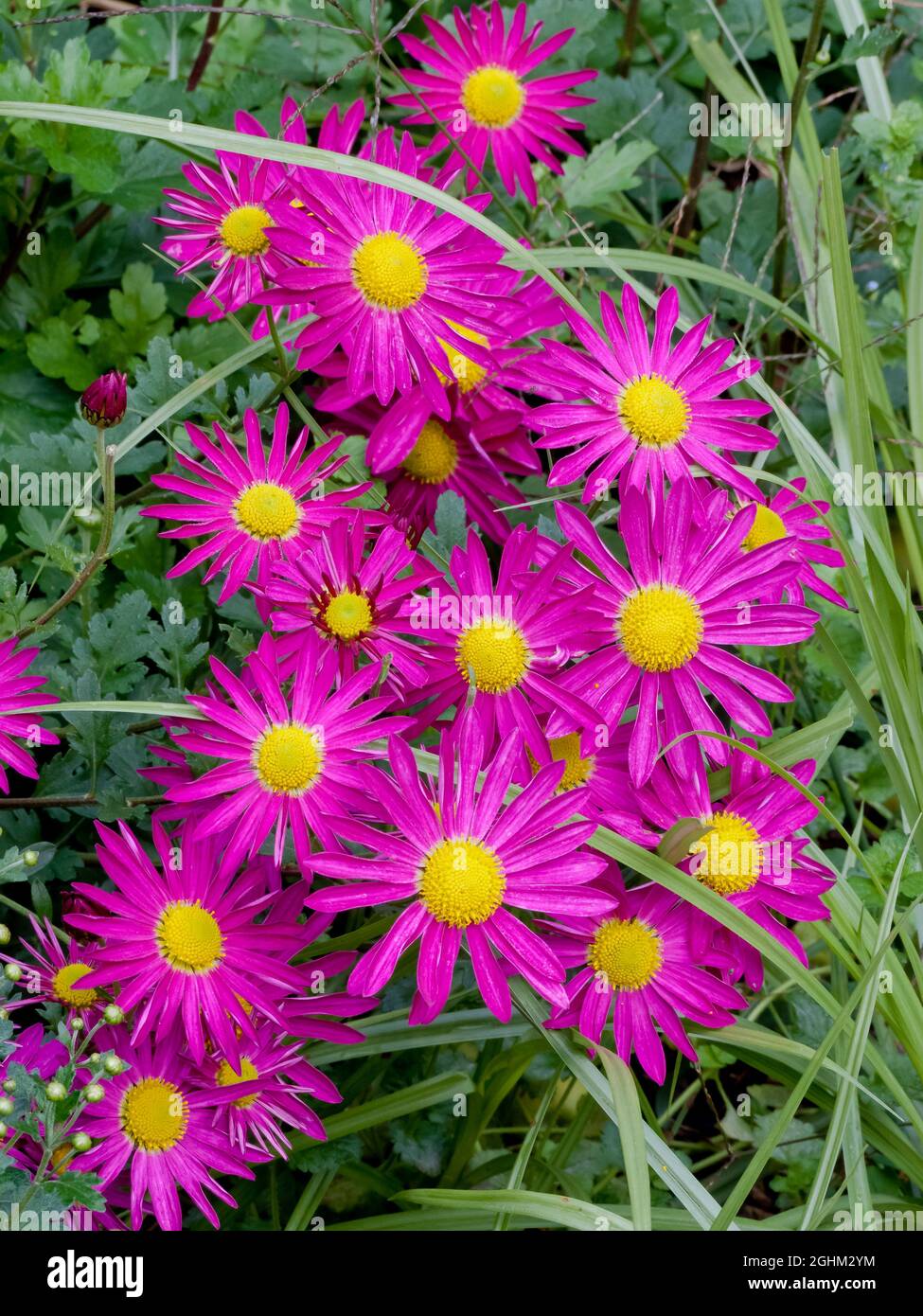 Chrysanthemum 'Mrs Jessie Cooper' in bloom in garden Stock Photo - Alamy