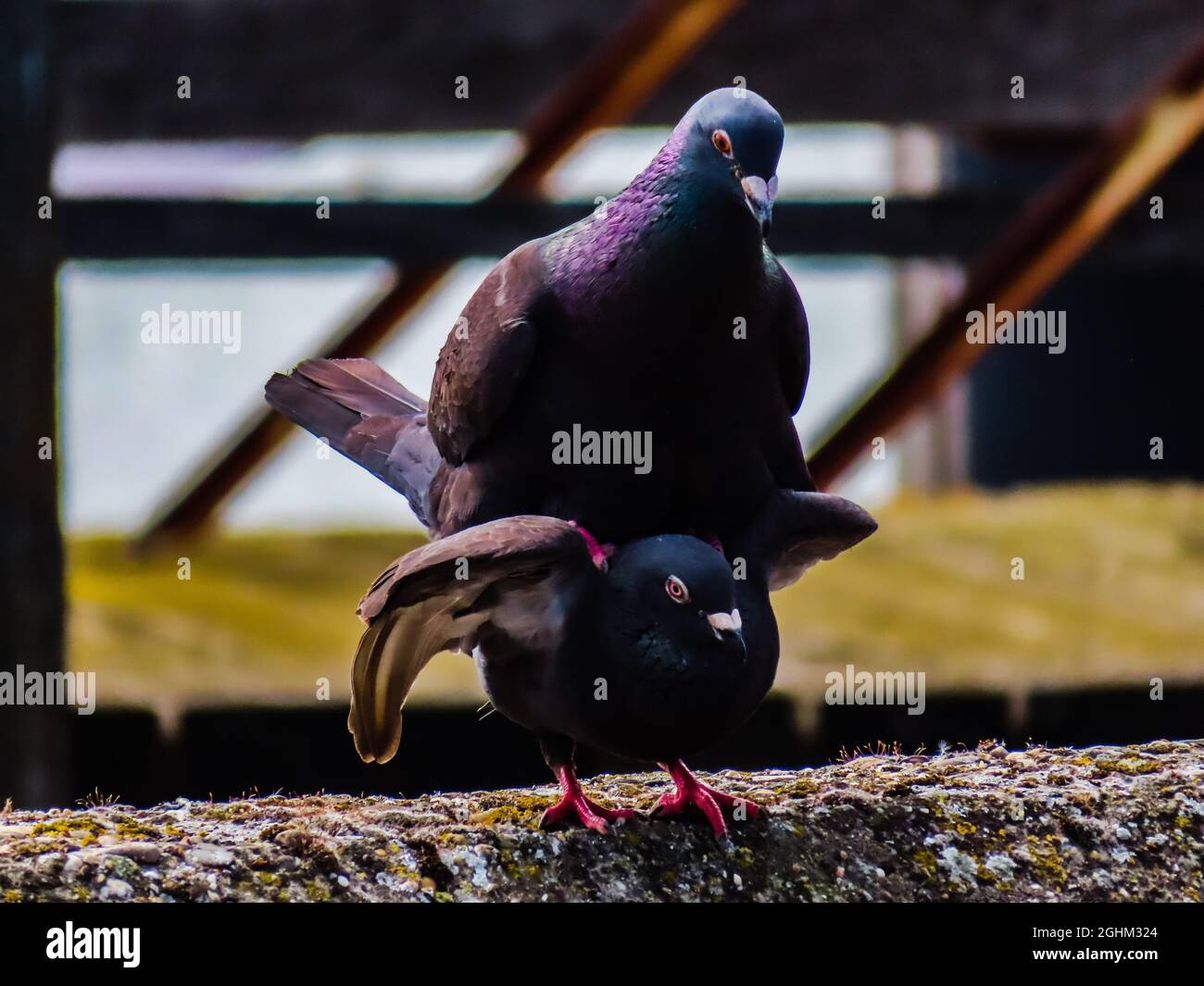Pigeon piggy backing another pigeon outdoors Stock Photo - Alamy