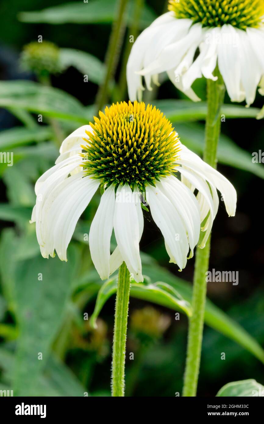 Coneflower 'White Swan' in bloom in a garden Stock Photo - Alamy