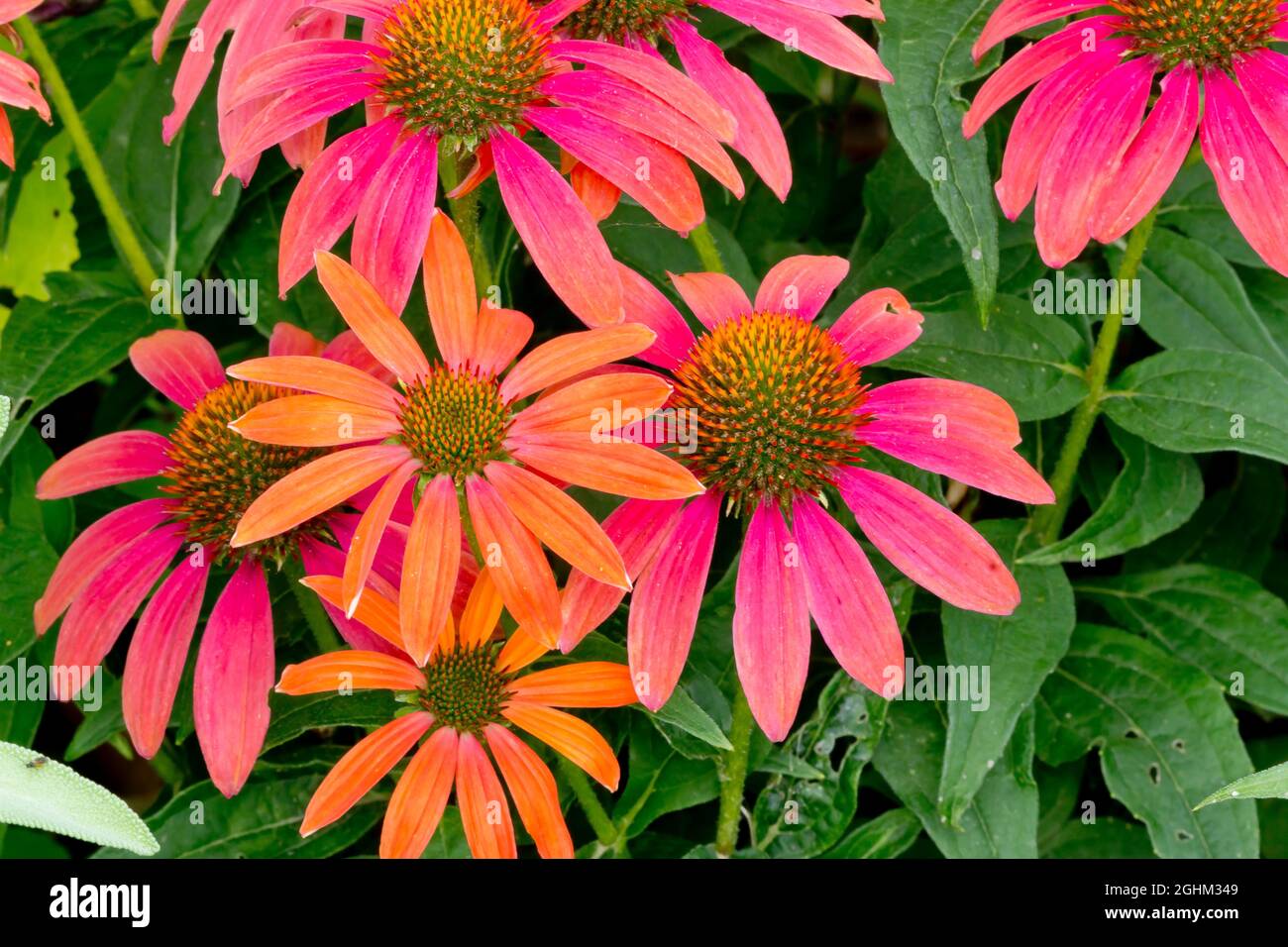 Echinacea purpurea 'Cheyenne Spirit' Stock Photo - Alamy