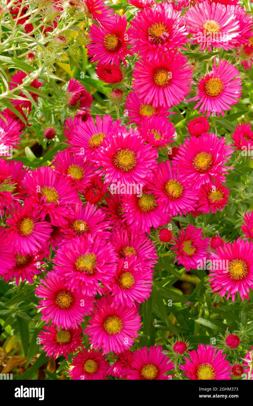 Aster novae-angliae 'Alma Poetschke' Stock Photo - Alamy
