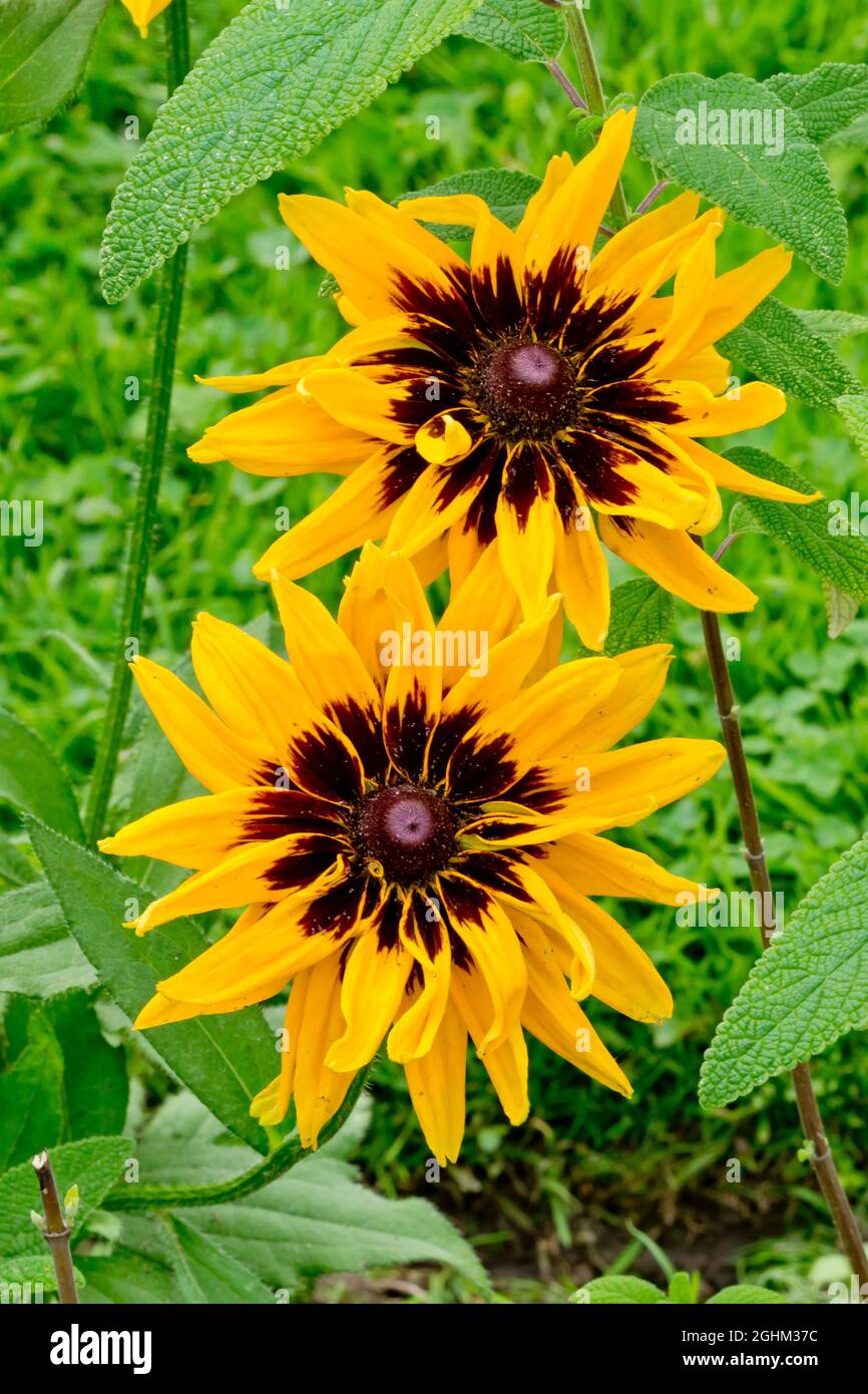 Rudbeckia hirta 'Denver Daisy' Stock Photo - Alamy