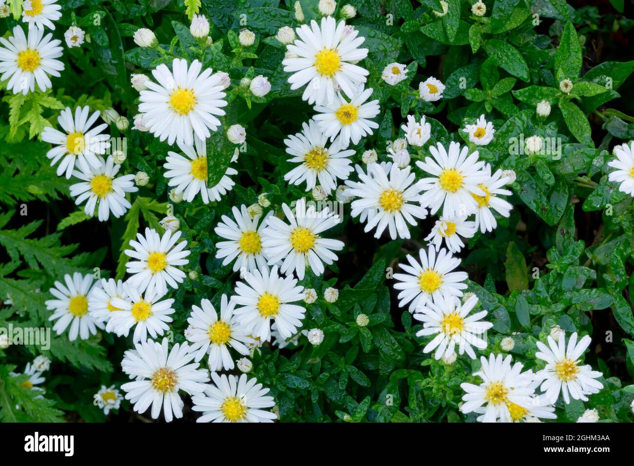 Aster dumosus 'Snow Sprite' Stock Photo - Alamy