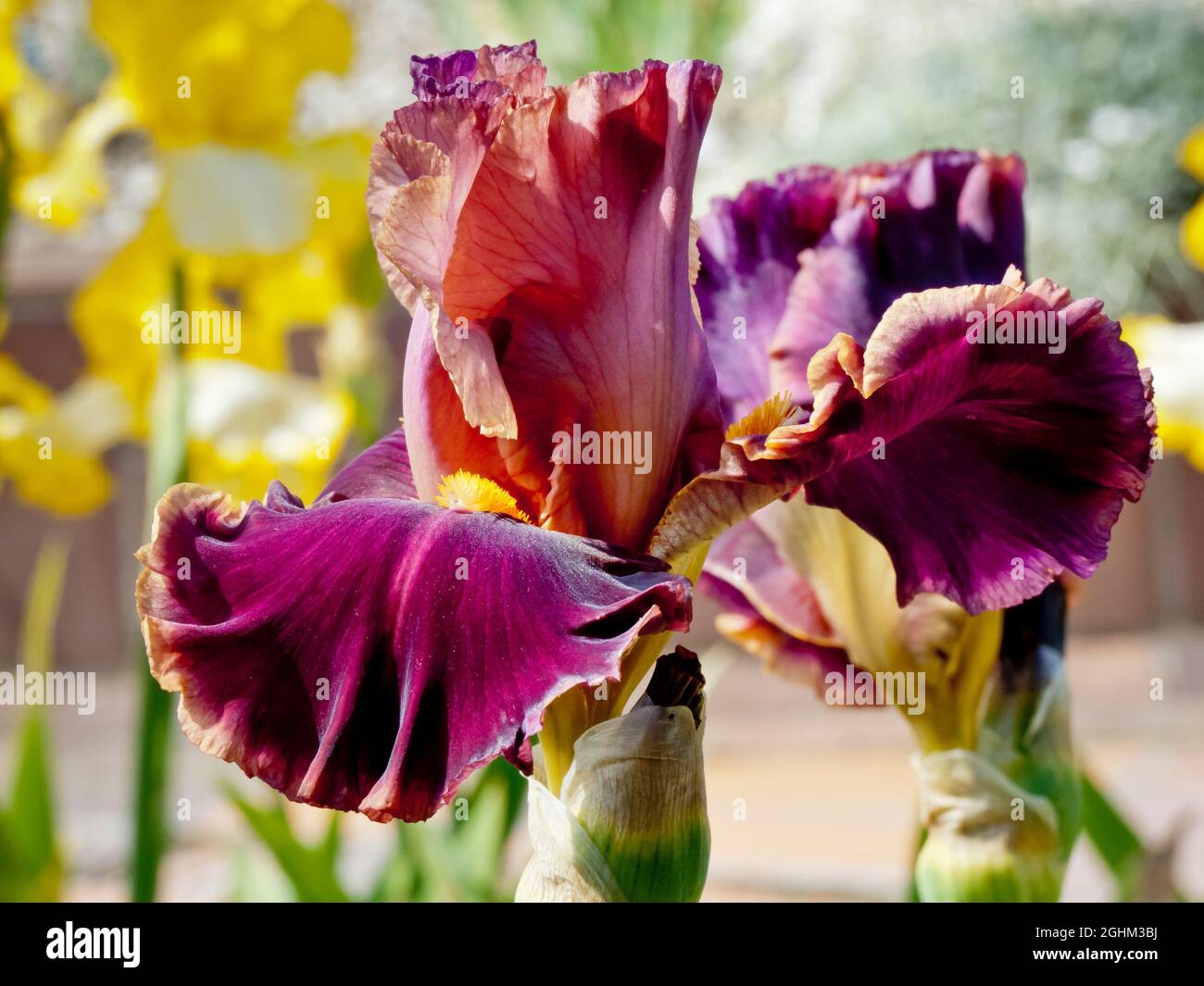 Iris Germanica 'Impressionist' Obtenteur : Ghio 1987 Stock Photo - Alamy