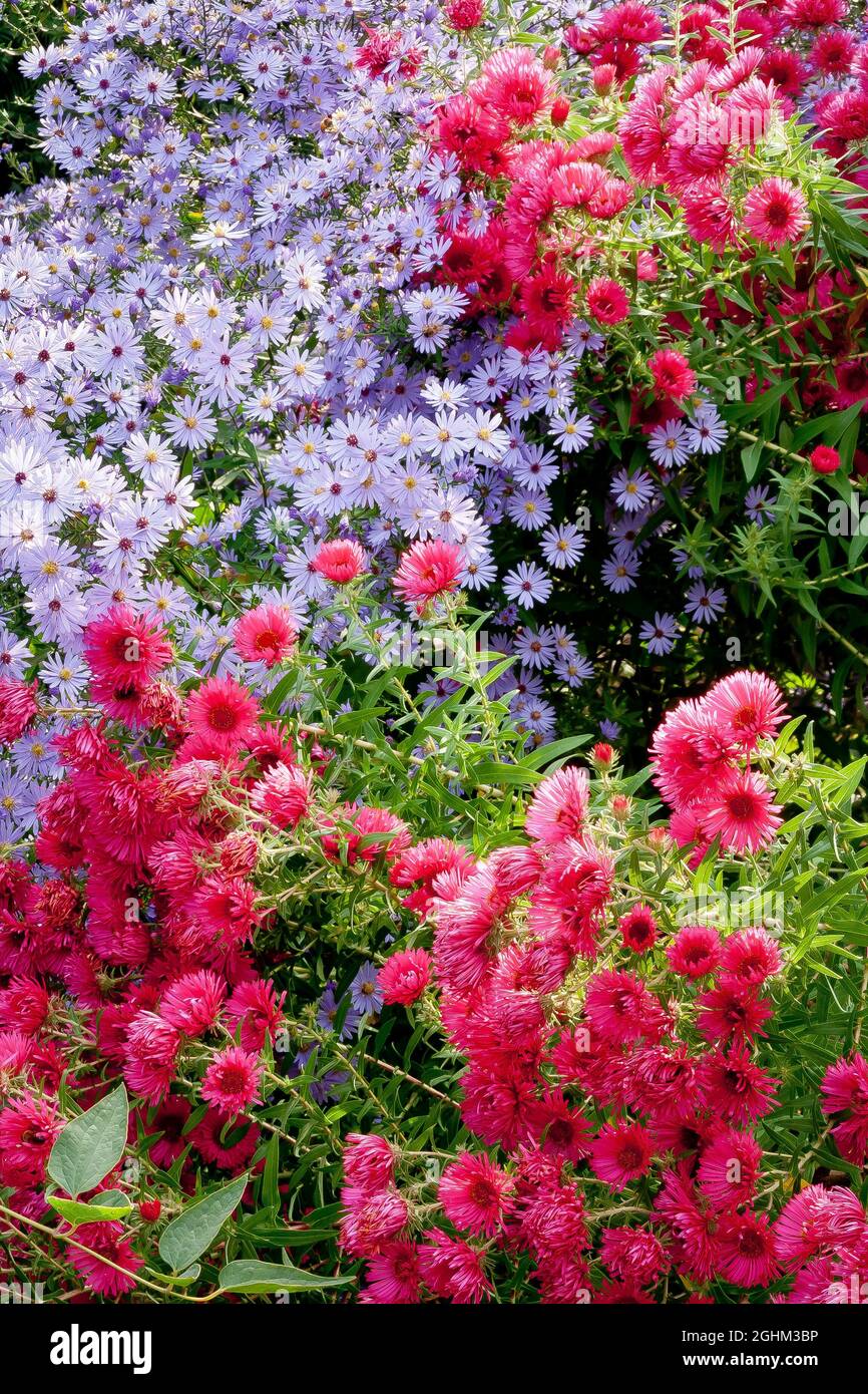 Aster novae-angliae 'Alma Poetschke', Aster cordifolius ?Chieftain ...