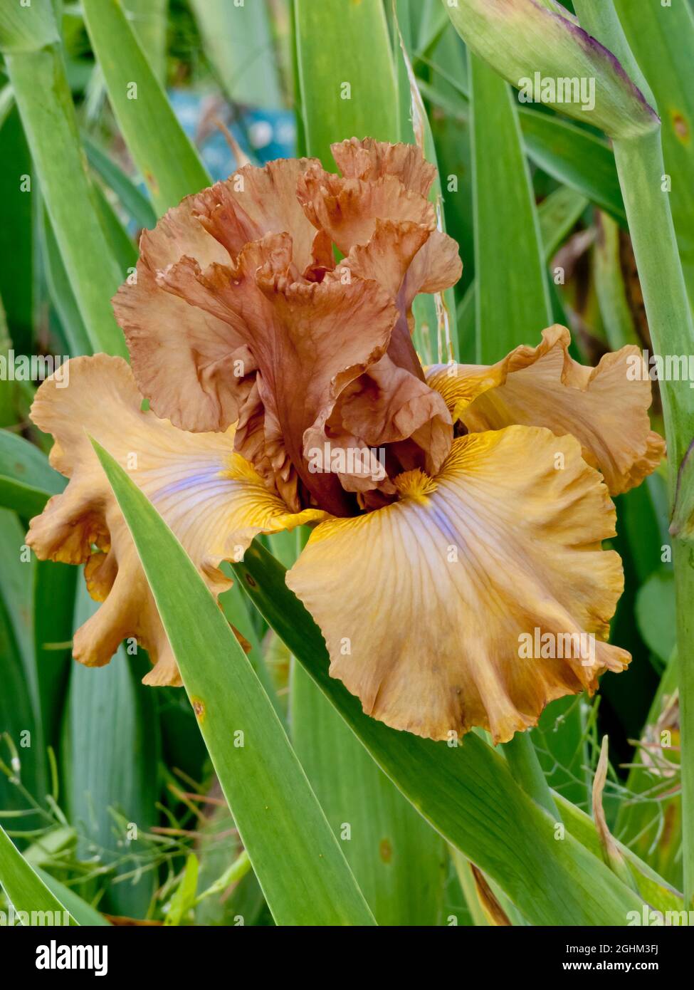 Iris Germanica 'Rancho Grande' Obtenteur : Ghio 1987 Stock Photo - Alamy