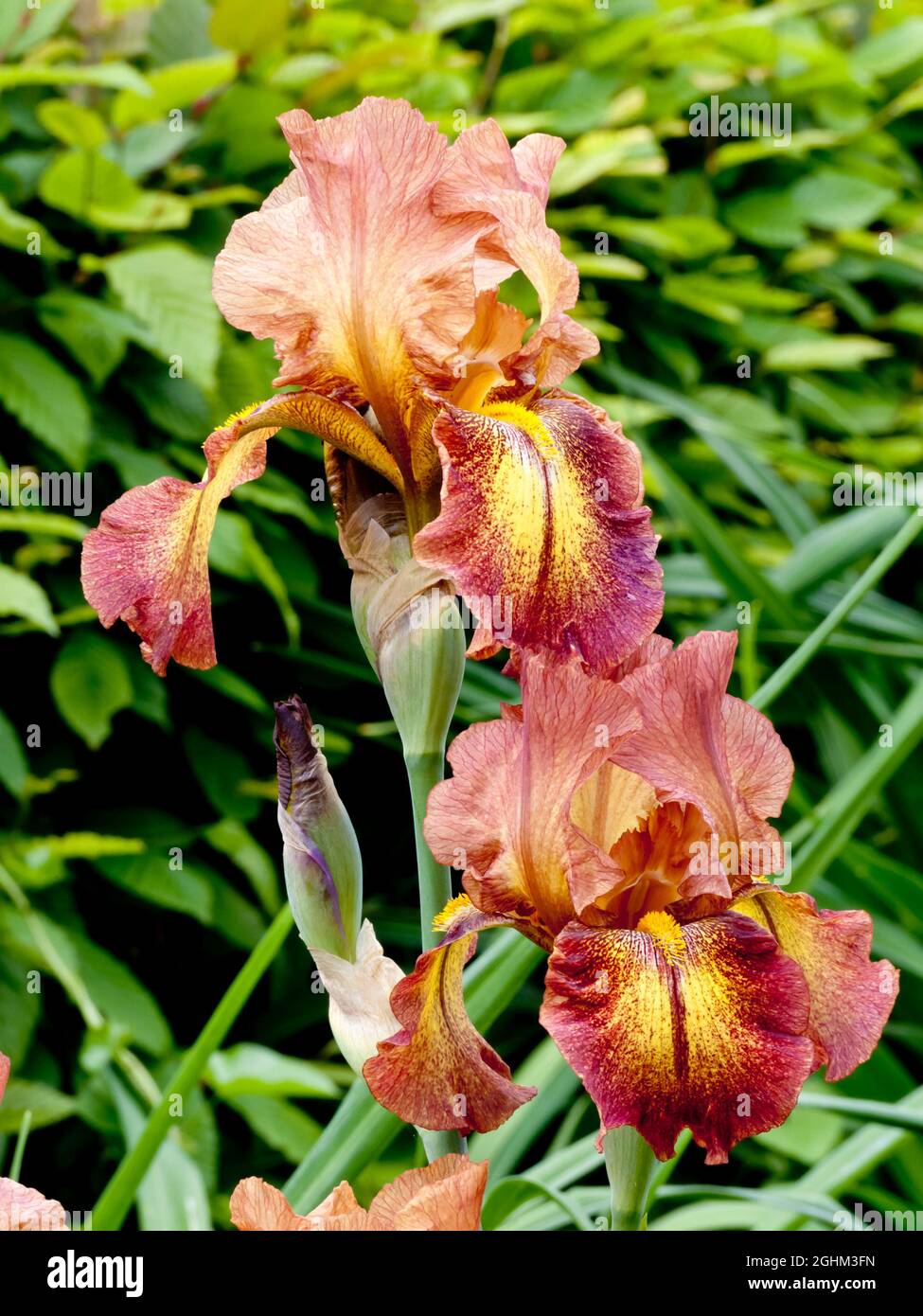 Iris 'Showy Devil' Obtenteur : Plough 1975 Stock Photo - Alamy