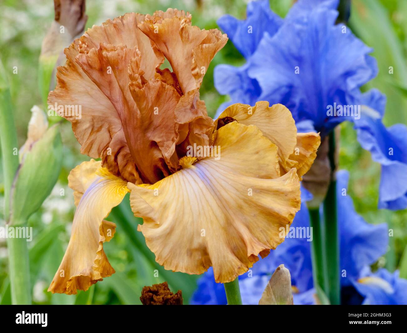 Iris Germanica 'Rancho Grande' Obtenteur : Ghio 1987 Stock Photo - Alamy
