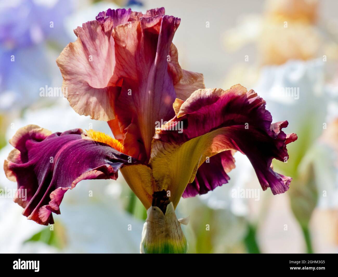 Iris Germanica 'Impressionist' Obtenteur : Ghio 1987 Stock Photo - Alamy