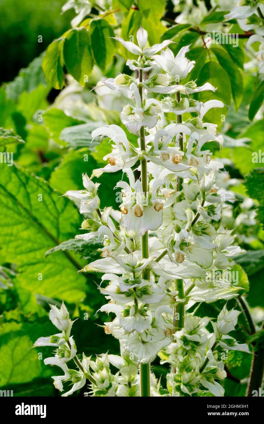 Salvia sclarea 'Vatican White' Stock Photo - Alamy