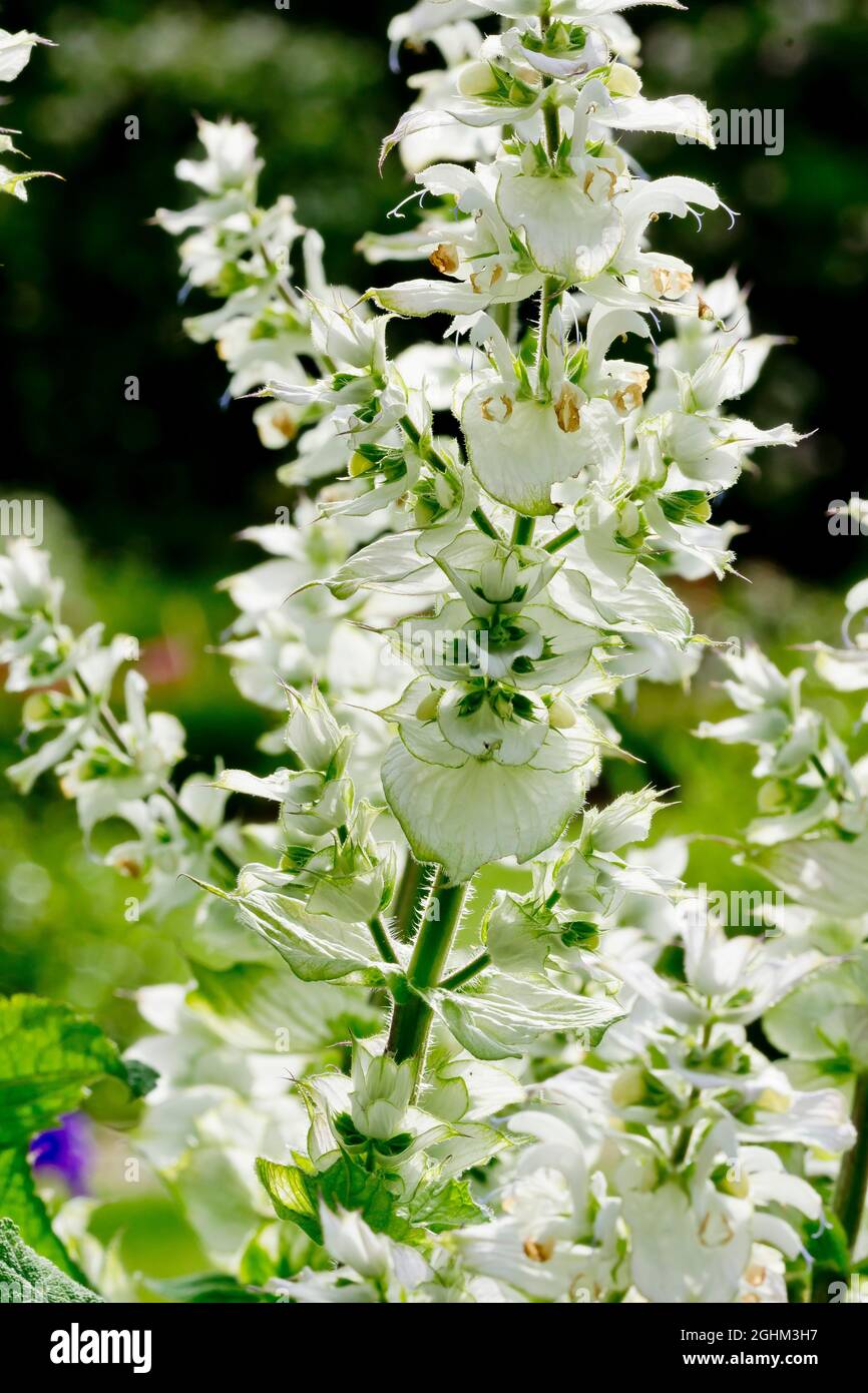 Salvia sclarea 'Vatican White' Stock Photo - Alamy