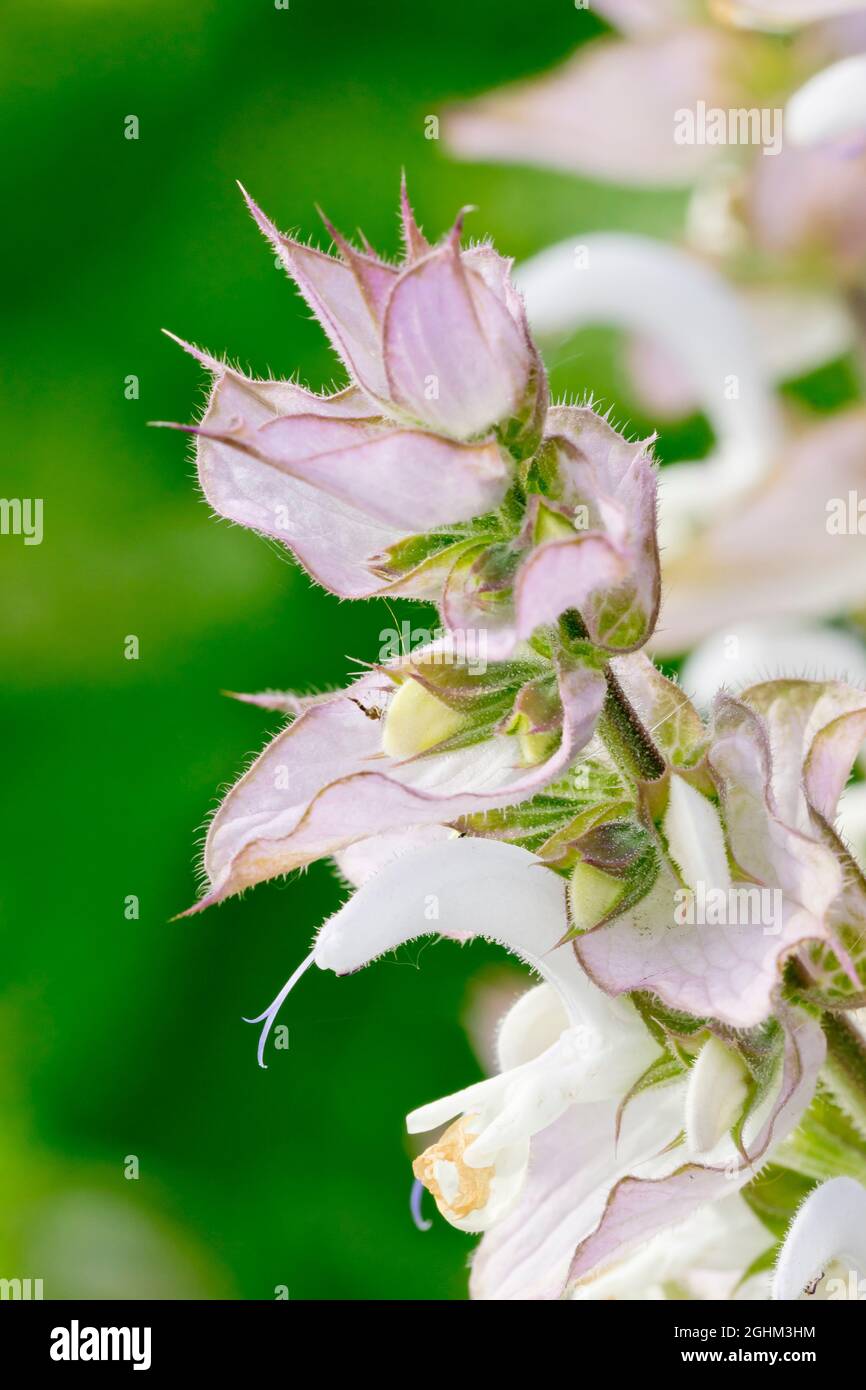 Salvia sclarea 'Vatican White' Stock Photo - Alamy