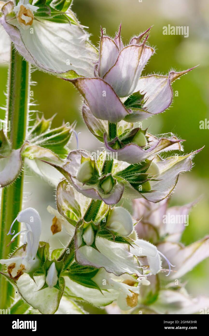 Salvia sclarea 'Vatican White' Stock Photo - Alamy