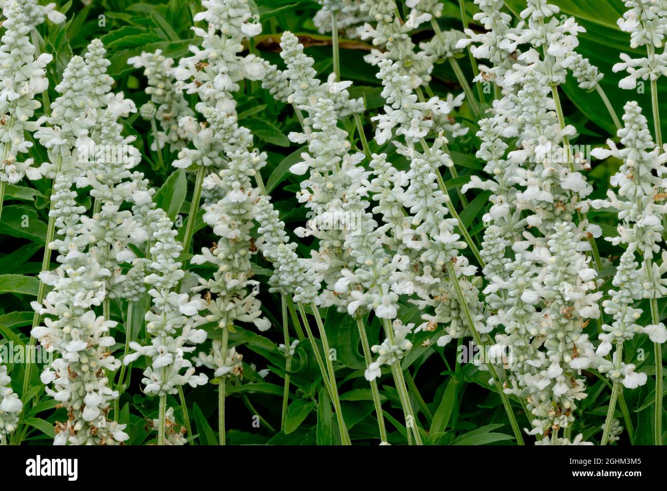 Salvia farinacea 'Evolution Blanc' Stock Photo - Alamy