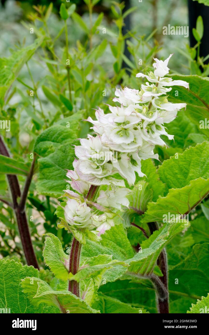 Salvia sclarea 'Vatican White' Stock Photo - Alamy