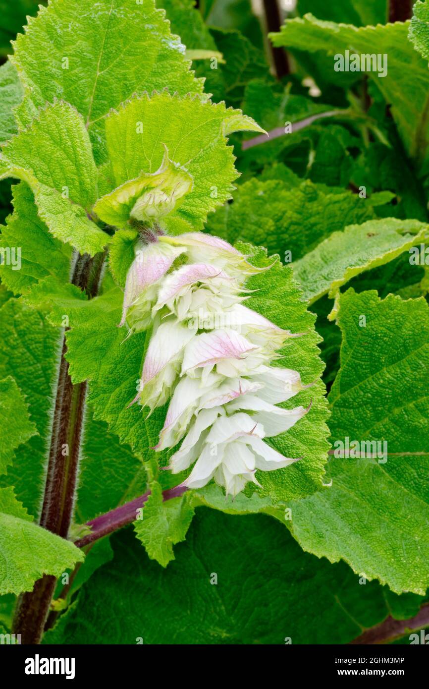 Salvia sclarea 'Vatican White' Stock Photo - Alamy