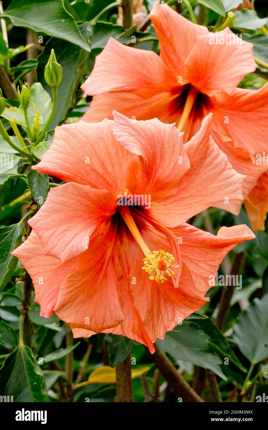 Hibiscus 'Orange' in bloom in a garden Stock Photo - Alamy