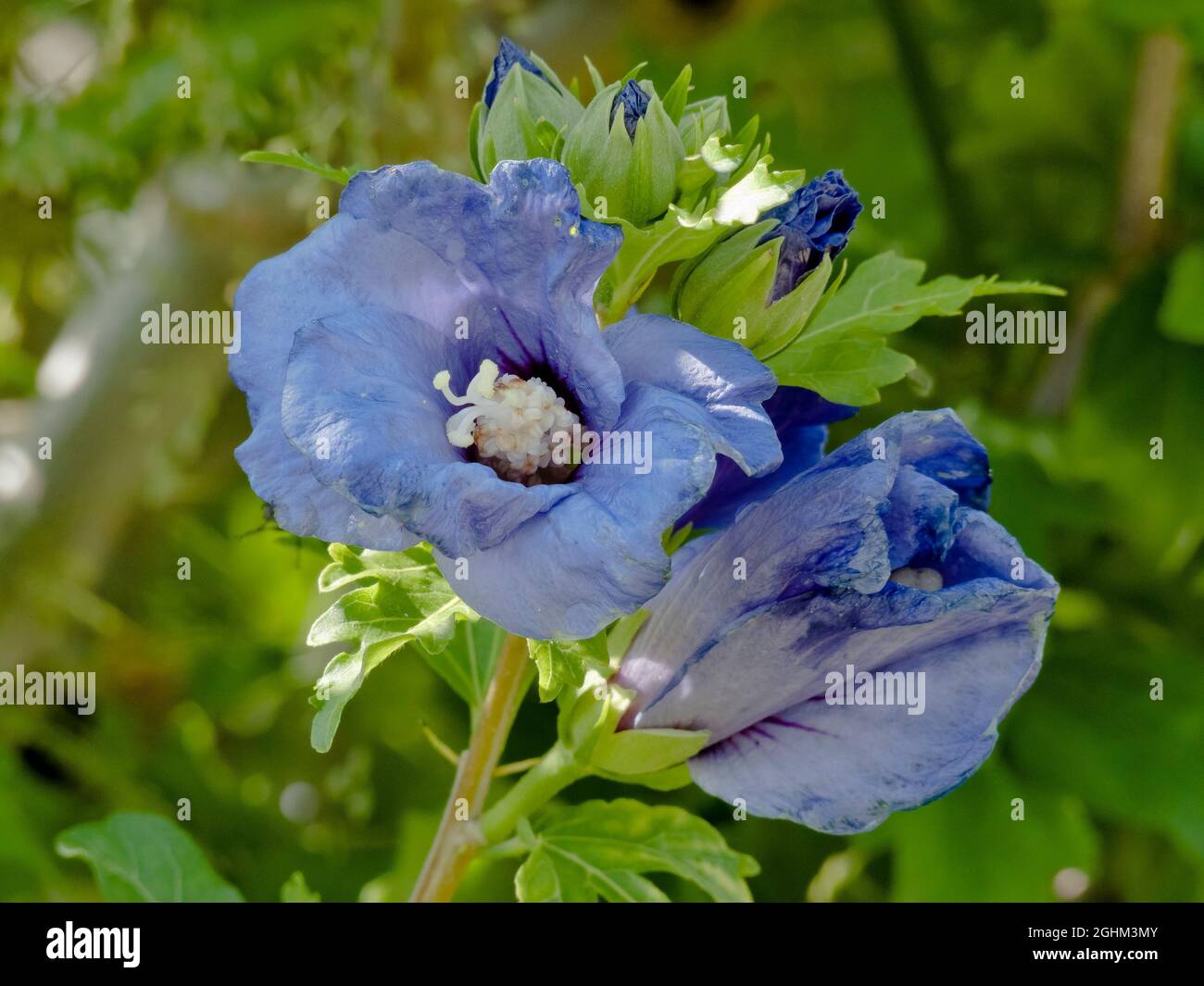 Hibiscus syriacus 'Blue Bird' Stock Photo - Alamy