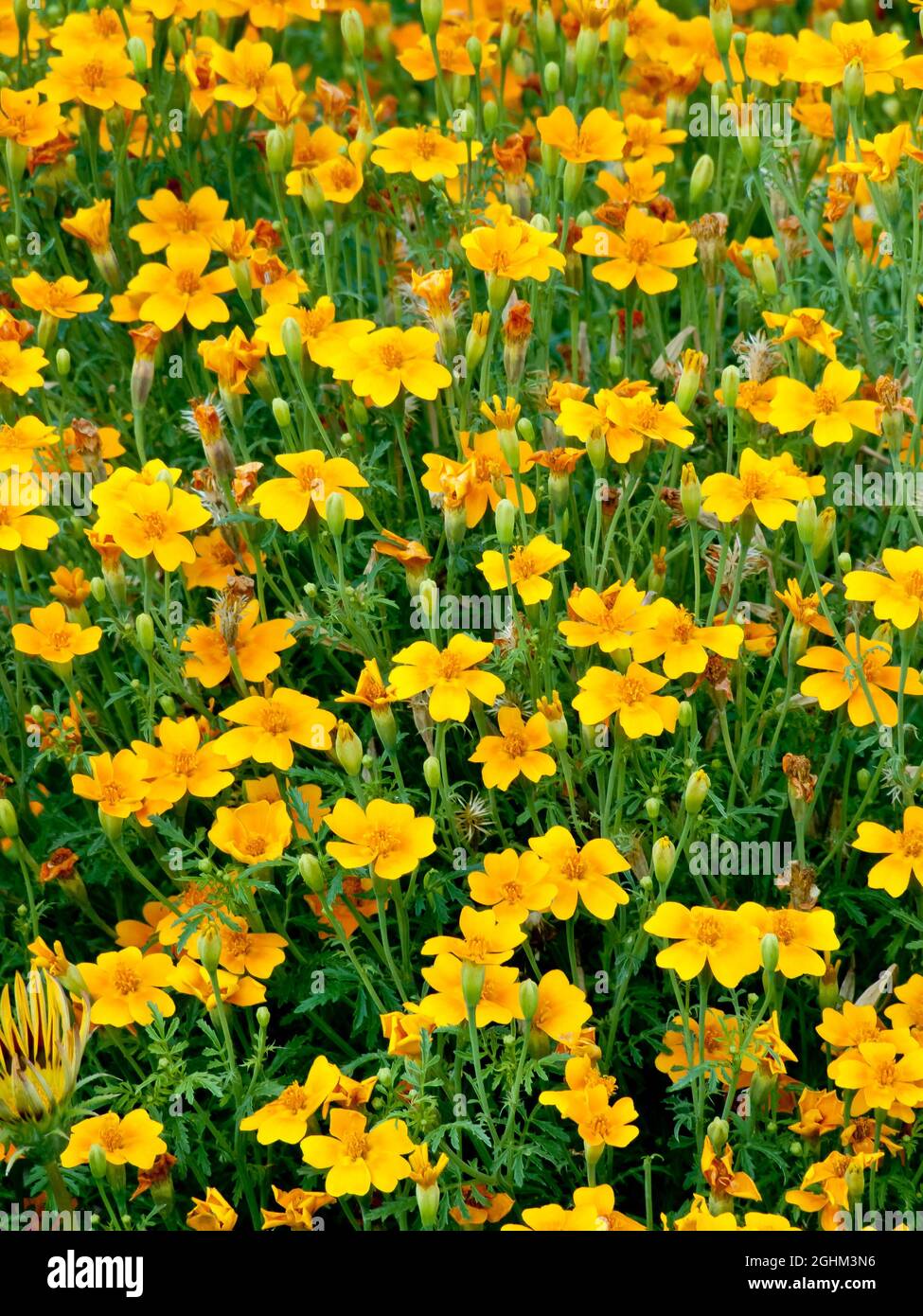 Tagetes signata pumila 'Lulu' Stock Photo - Alamy