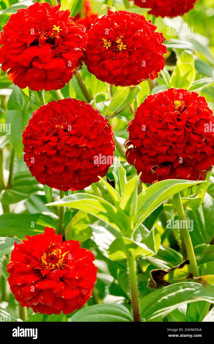 Zinnia elegans 'Oklahoma Scarlet' Stock Photo - Alamy