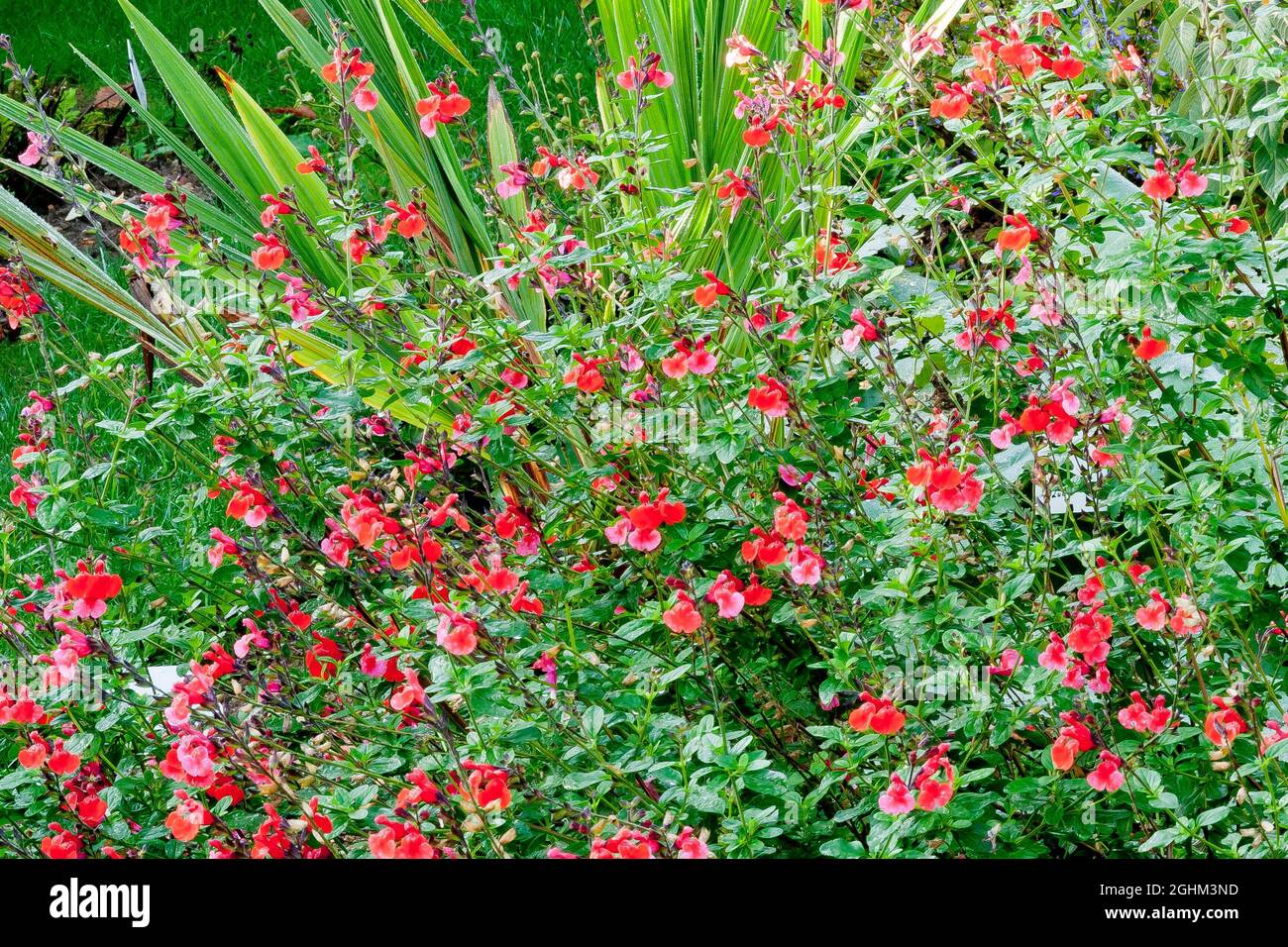 Salvia microphylla 'Royal Bumble' Stock Photo - Alamy
