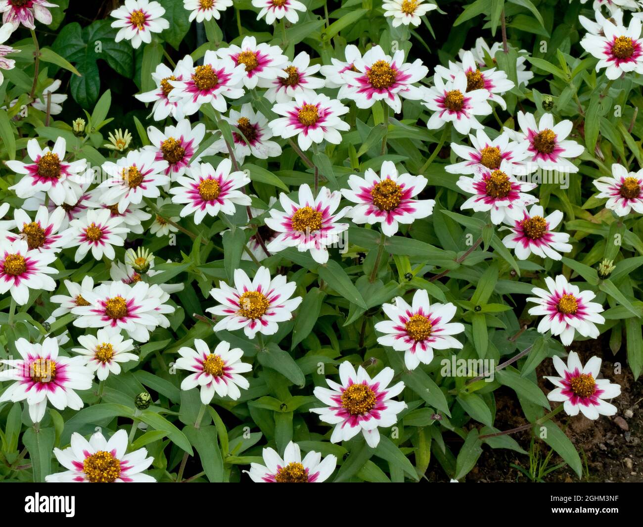 Zinnia 'Zahara White Stock Photo - Alamy