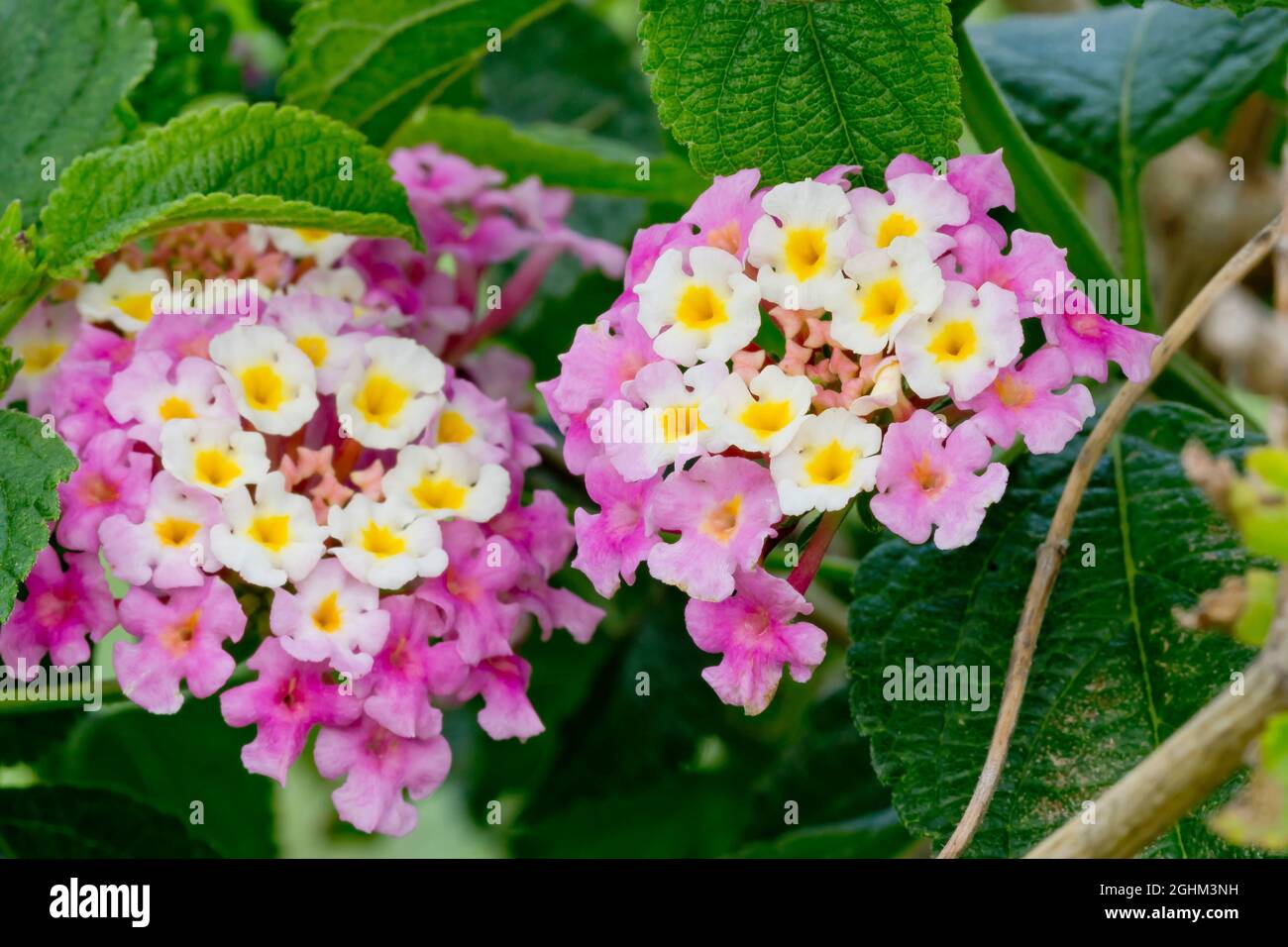 Lantana lantana sp hi-res stock photography and images - Alamy