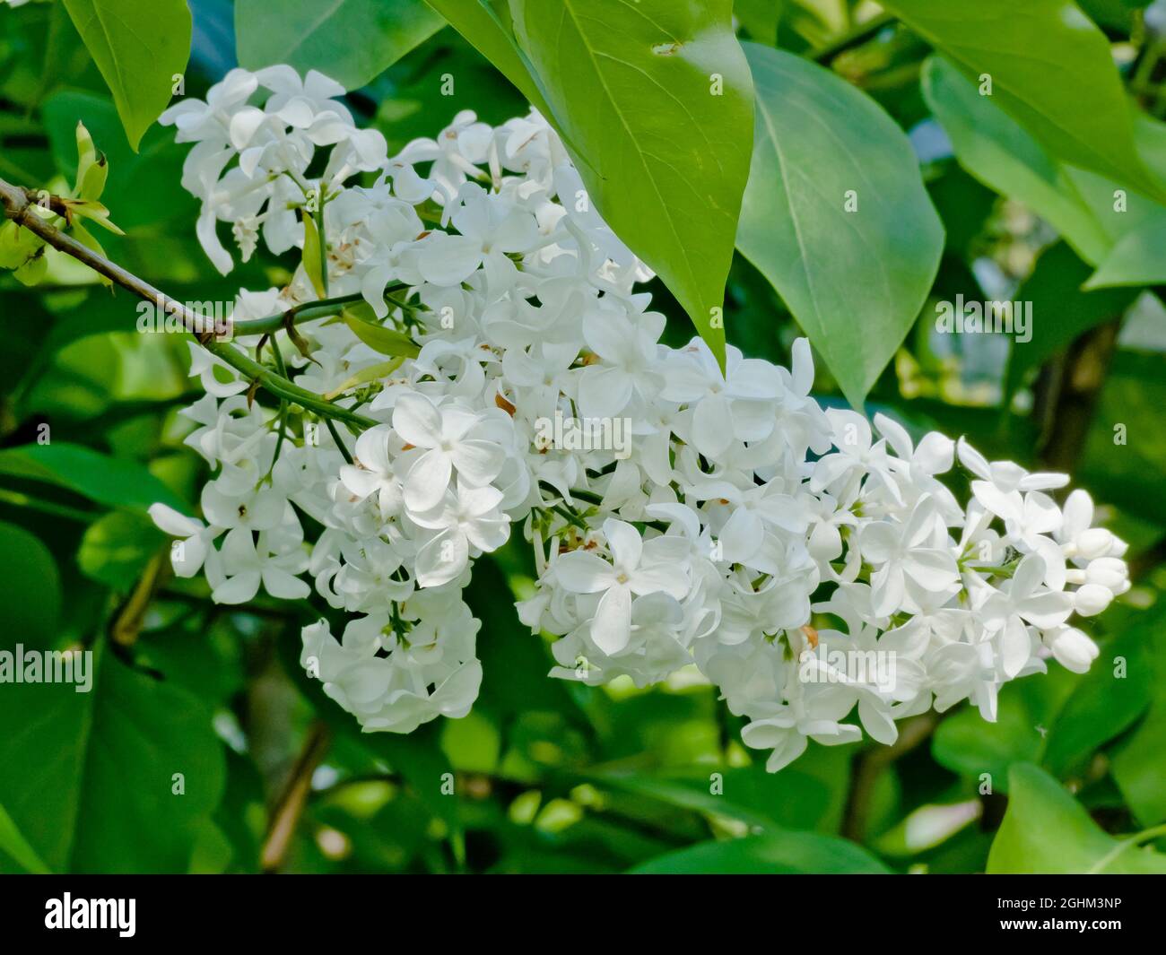 Syringa hyacinthiflora 'Mount Baker' Skinner 1961 Stock Photo - Alamy