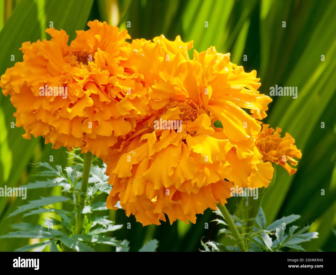 Tagetes erecta 'Sierra Orange' Stock Photo - Alamy