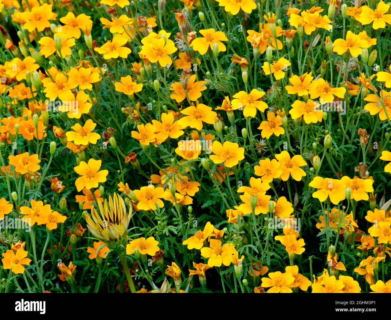 Tenuifolia lulu hi-res stock photography and images - Alamy