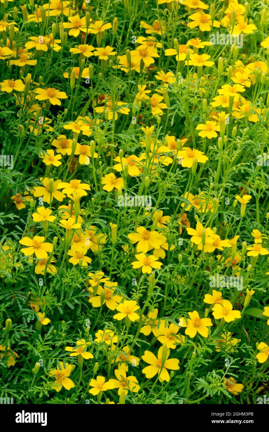 Tagetes lemon gem hi-res stock photography and images - Alamy