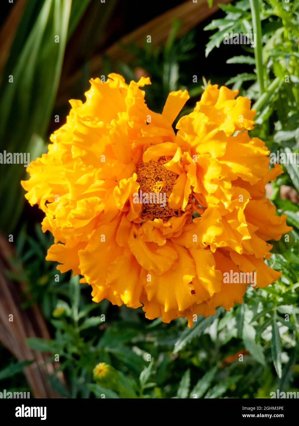 Tagetes erecta 'Sierra Orange' Stock Photo - Alamy