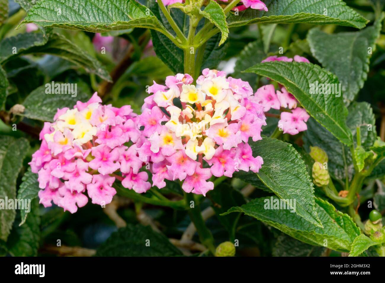 Lantana camara 'Rose' Stock Photo - Alamy