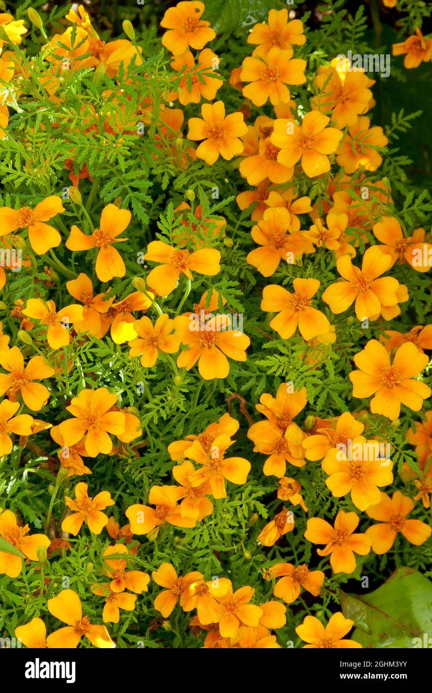 Signata High Resolution Stock Photography and Images - Alamy