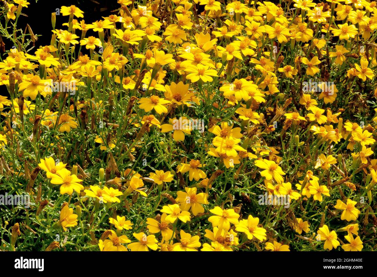 Tagetes signata pumila 'Lulu' Stock Photo - Alamy
