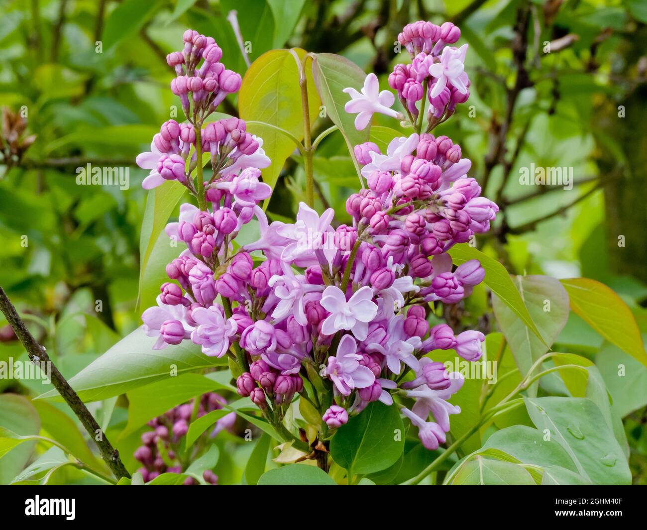 Syringa chinensis hi-res stock photography and images - Alamy