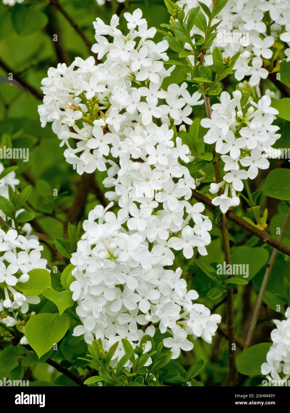Syringa oblata alba hi-res stock photography and images - Alamy