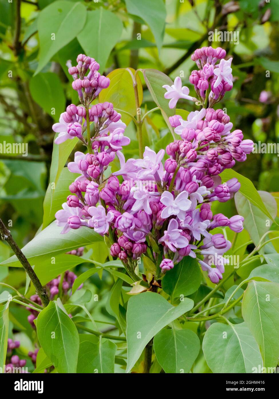 Syringa chinensis hi-res stock photography and images - Alamy