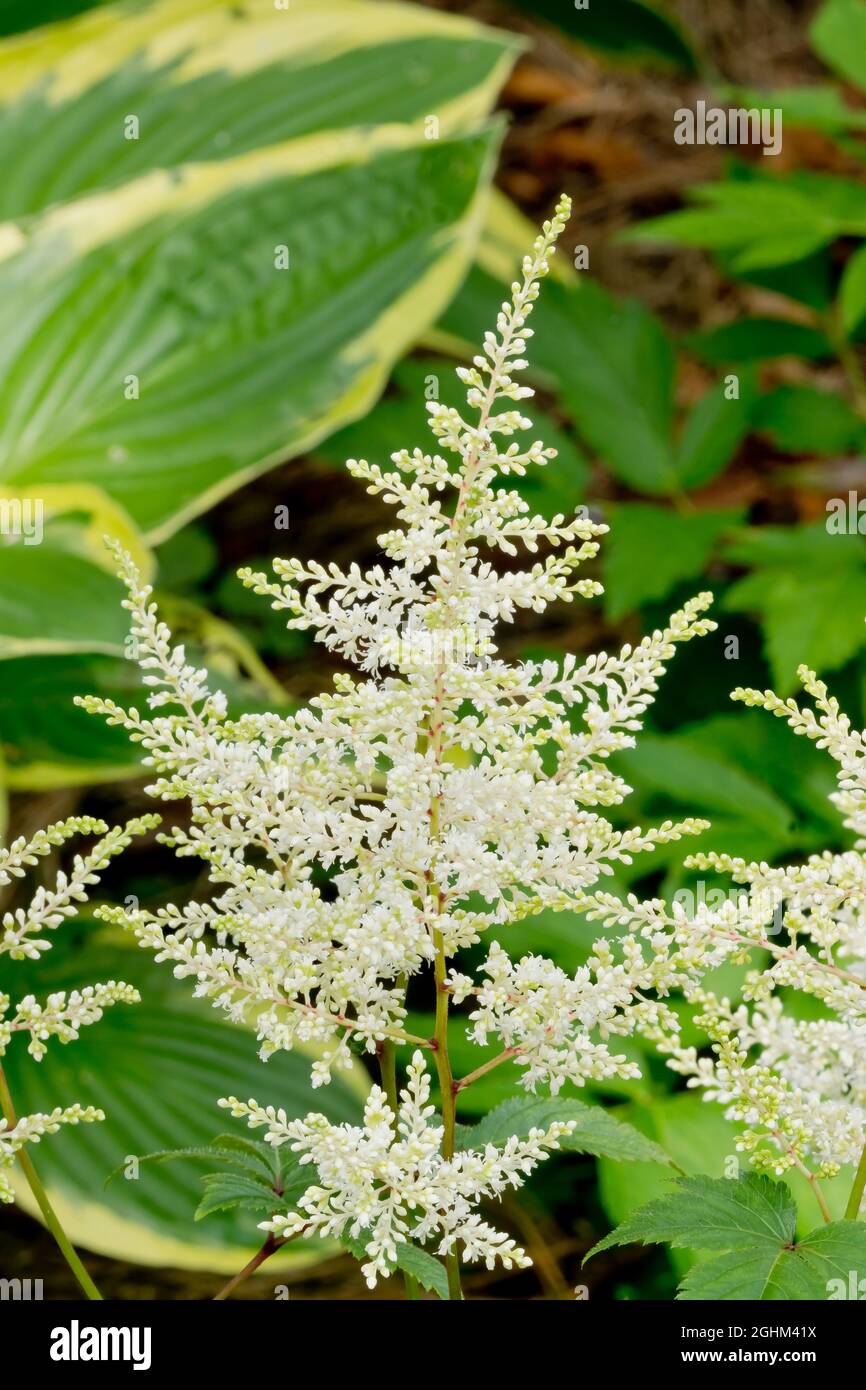 Astilbe japonica 'Washington' Stock Photo - Alamy