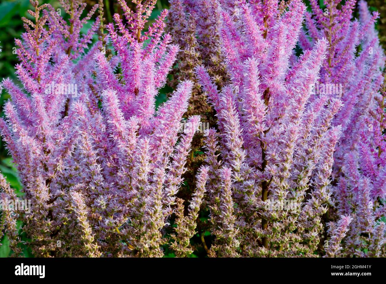 Astilbe arendsii 'Rote Tove' Stock Photo - Alamy