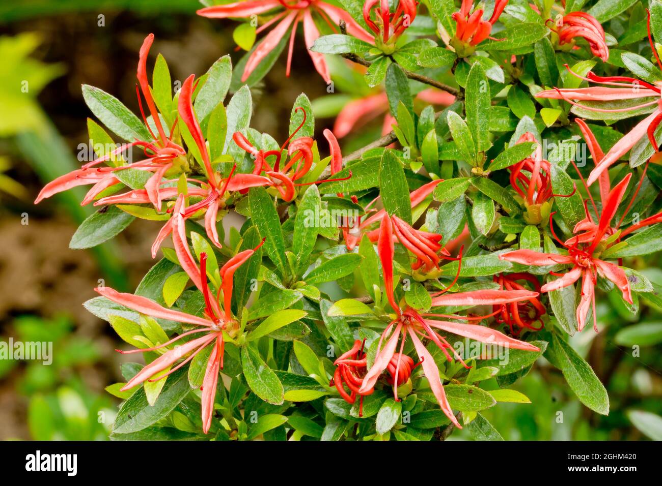 Azalea 'Kinsai' in bloom in a garden Stock Photo - Alamy