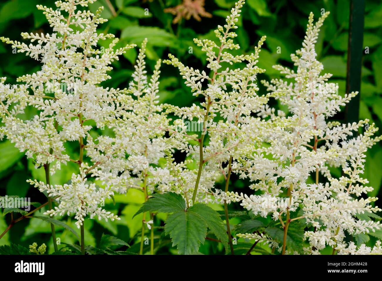 Astilbe japonica 'Washington' Stock Photo - Alamy