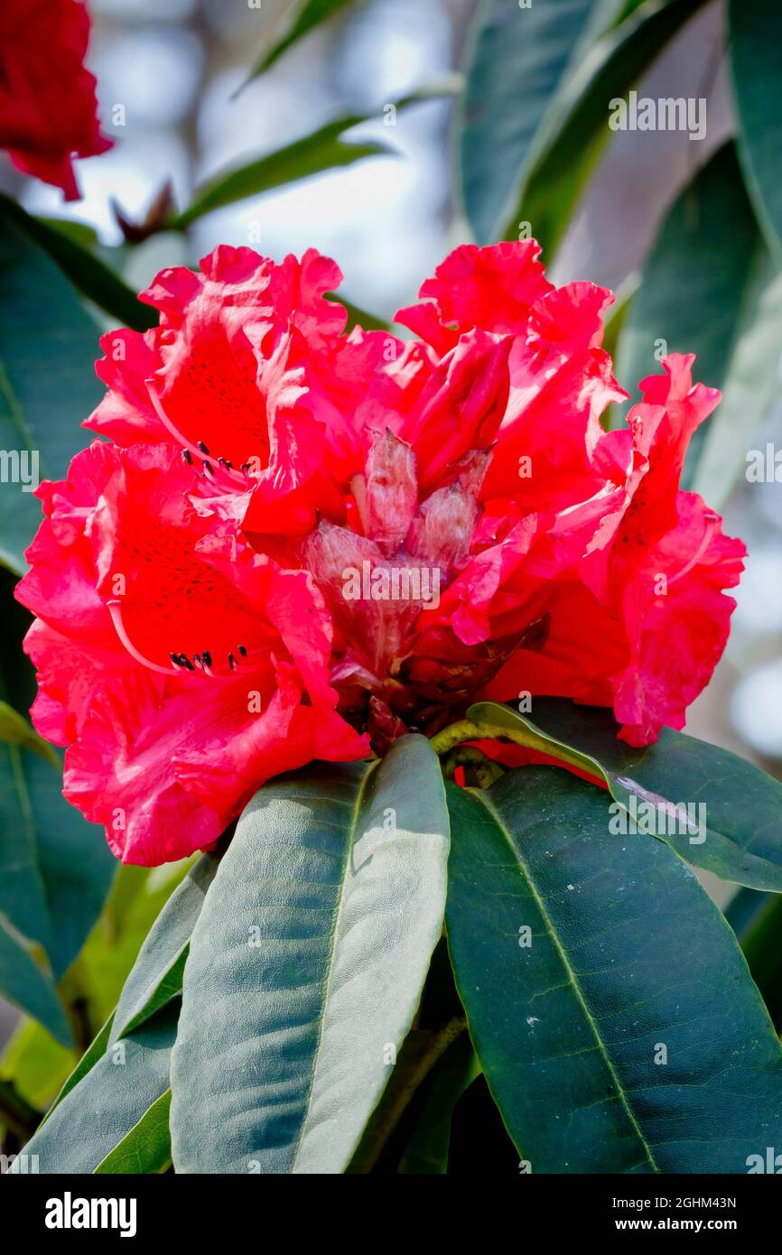 Rhododendron 'Taurus' in bloom in a garden Stock Photo - Alamy