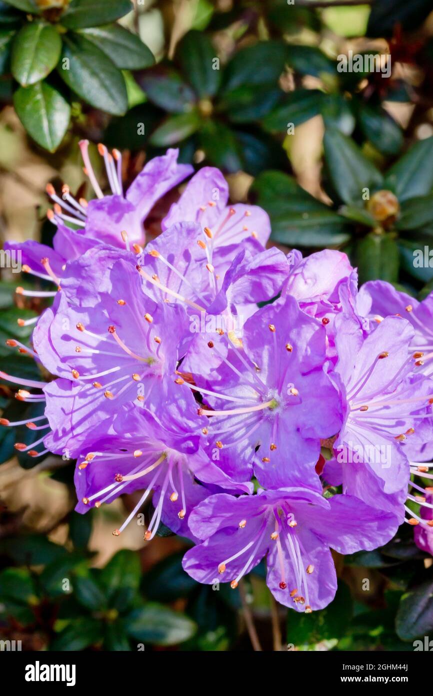 Rhododendron in bloom in a garden Stock Photo - Alamy