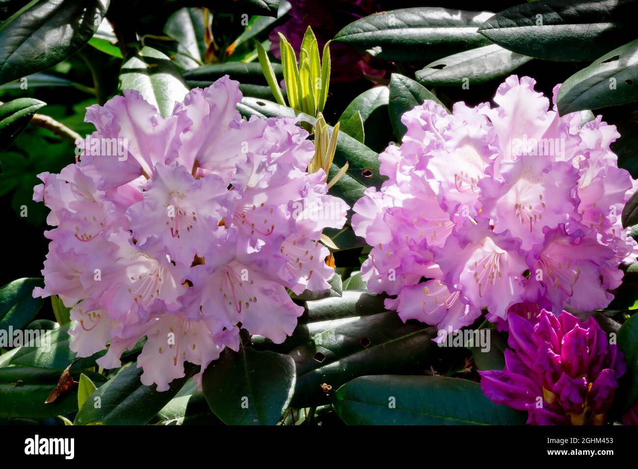 Rhododendron 'Caroline Albrook' in bloom in a garden Stock Photo - Alamy